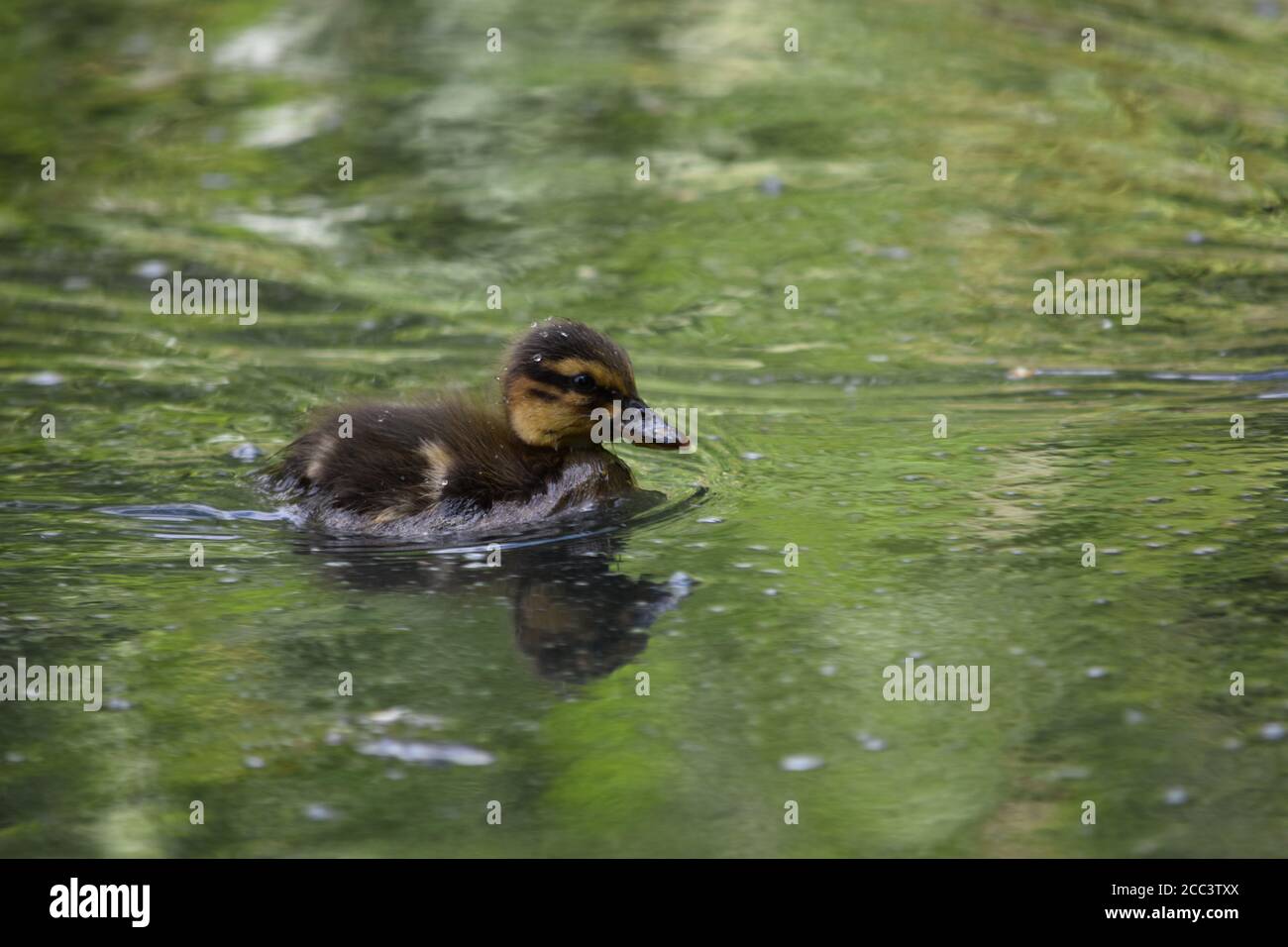 Cute mallard duckling Stock Photo - Alamy