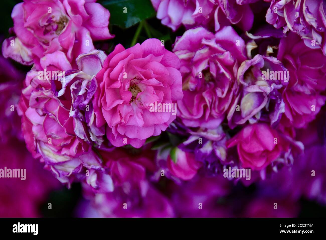 Magenta pink roses Stock Photo - Alamy