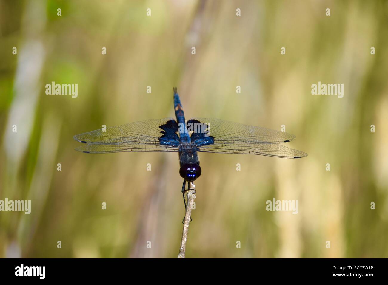 Dragonfly cobalt hi-res stock photography and images - Alamy