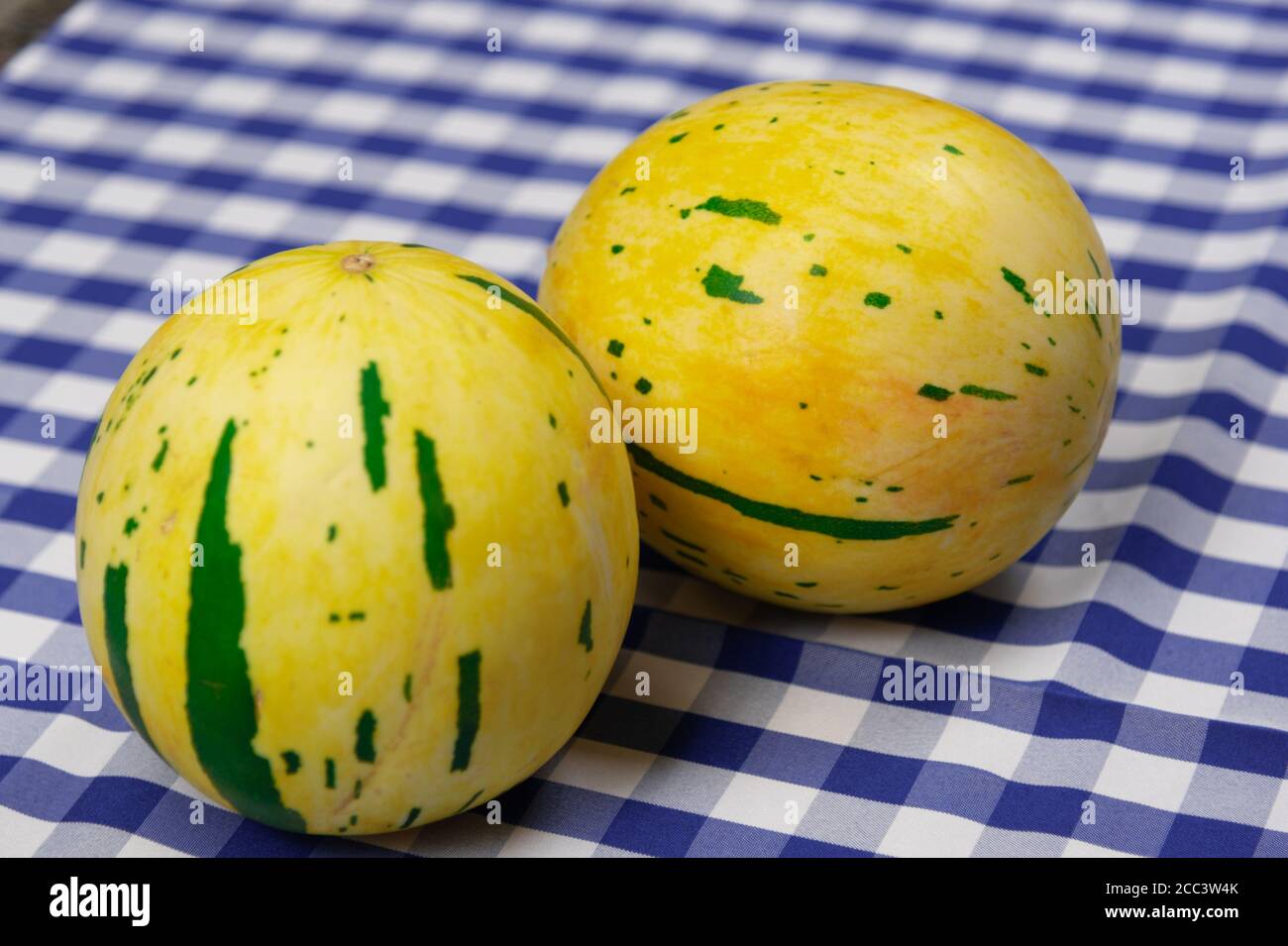 Fruits of Cucumis melo. The melon can have different shapes and colors ...