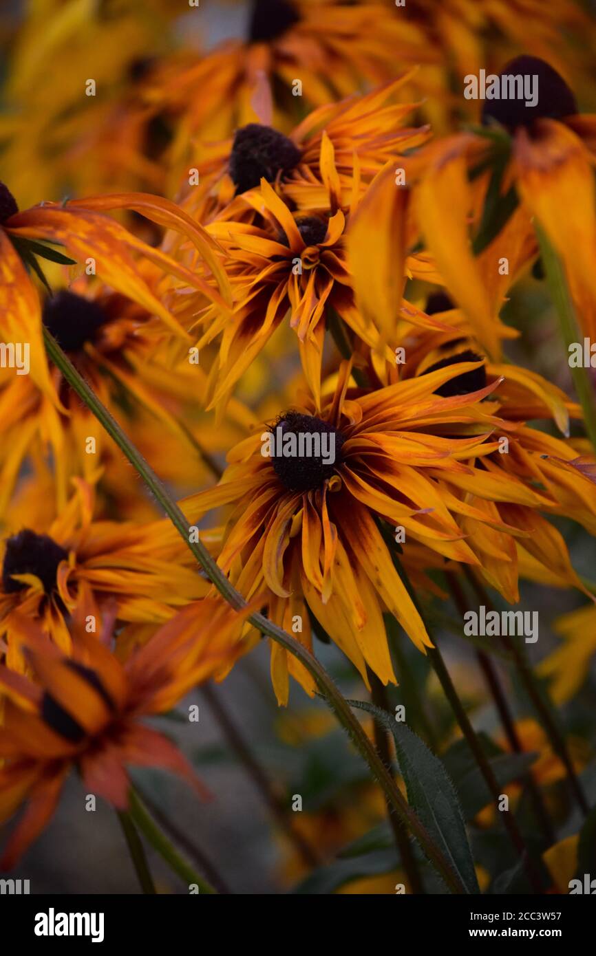 Campfire Rudbeckia Rudbeckia hirta Stock Photo - Alamy