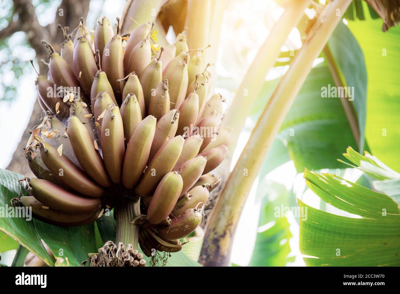 Color of banana on tree at sunligh in farm Stock Photo - Alamy