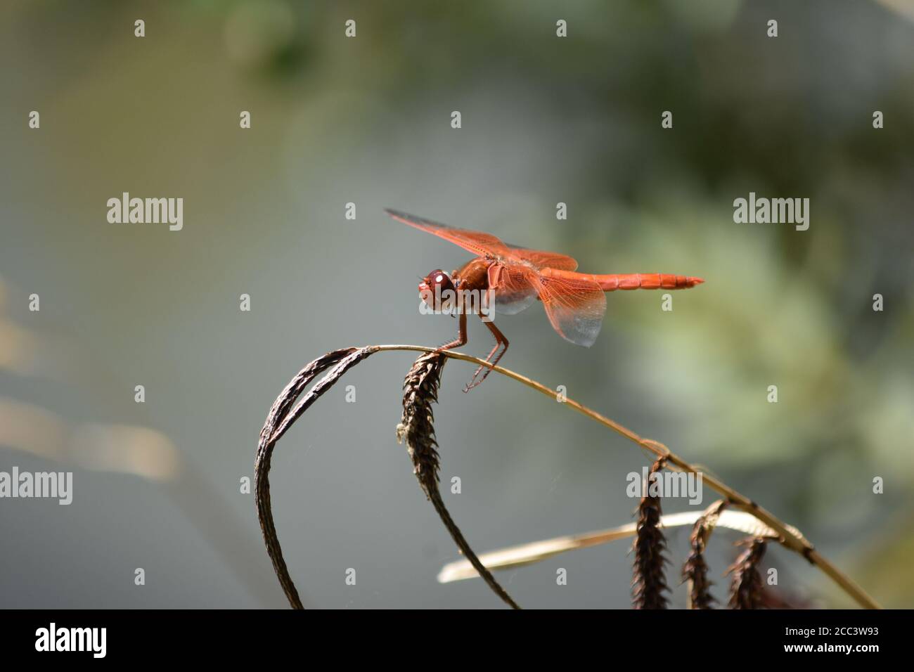 Orange dragonfly hi-res stock photography and images - Alamy