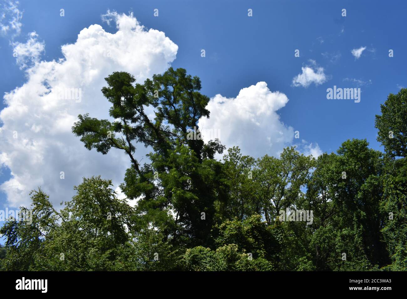 Blue sky through trees hi-res stock photography and images - Alamy