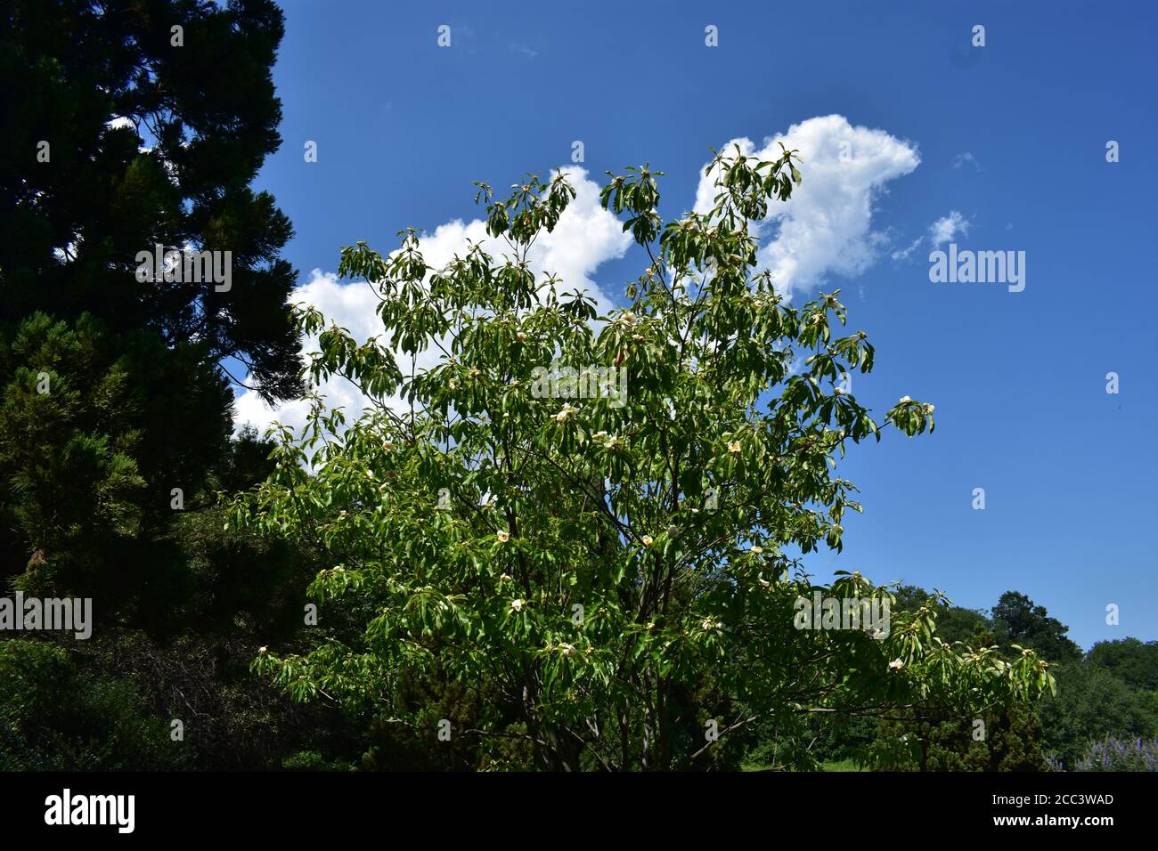 Types of trees hi-res stock photography and images - Alamy