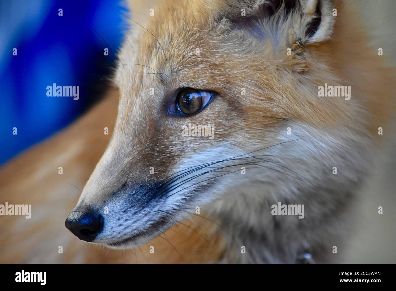 Fox kit at wildlife safari park in Southern Oregon Stock Photo - Alamy
