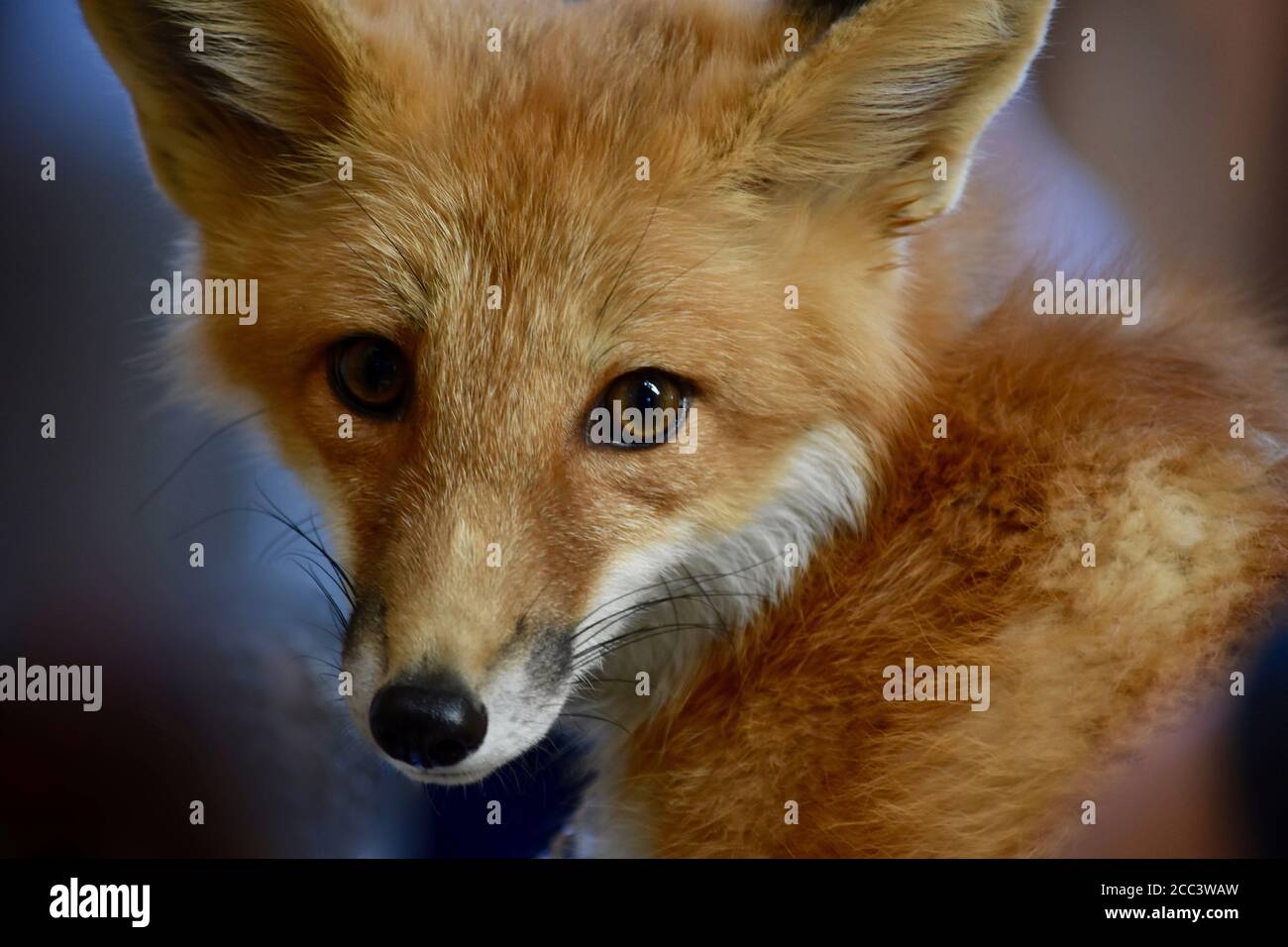 Fox kit at wildlife safari park in Southern Oregon Stock Photo - Alamy