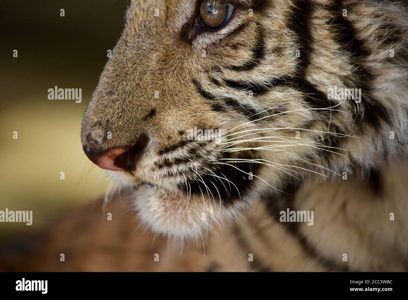 Baby tiger up close hi-res stock photography and images - Alamy