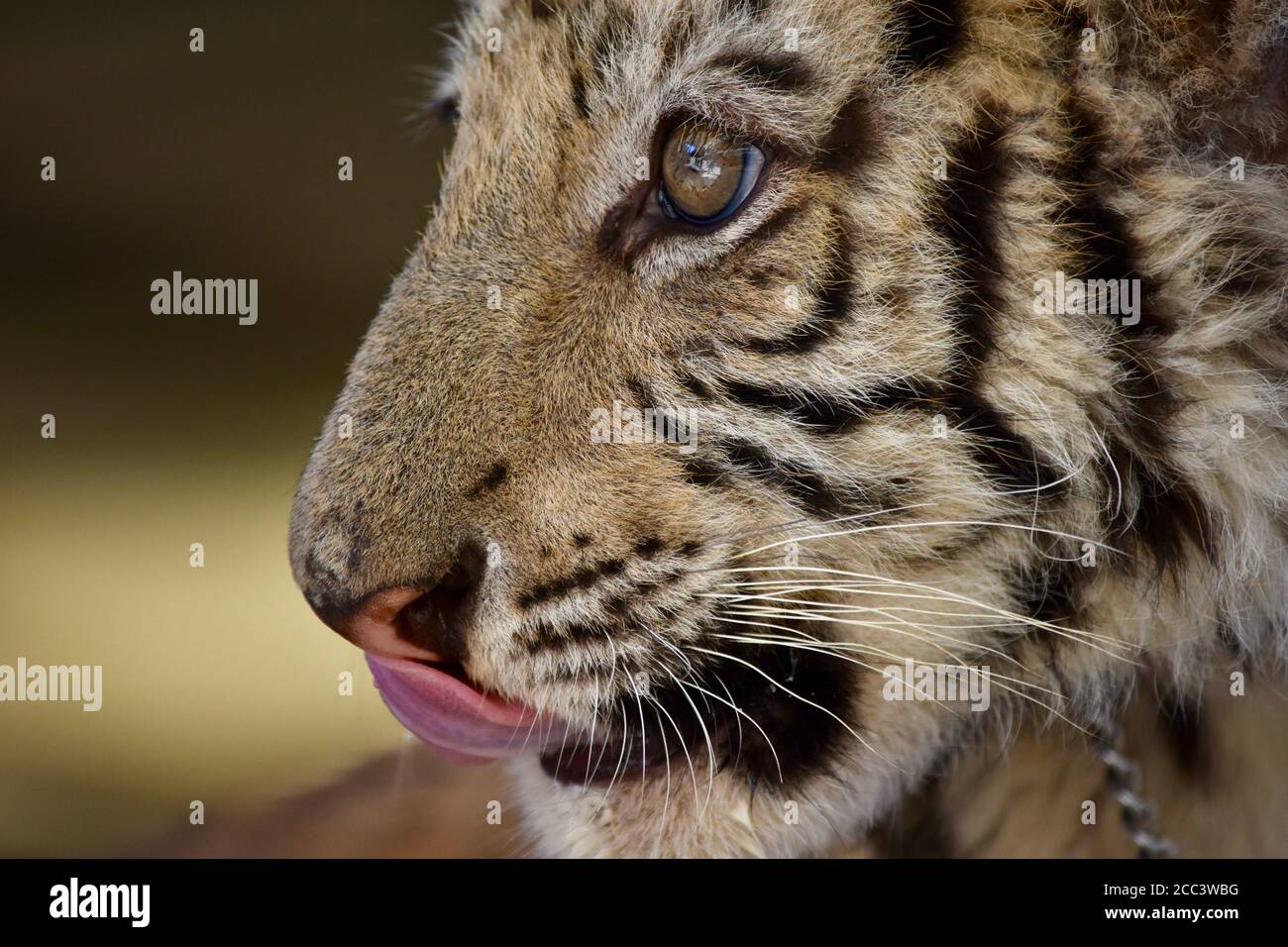 Tiger cub tongue hi-res stock photography and images - Alamy