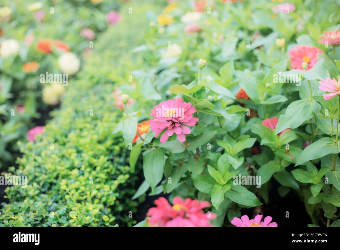 Daisy wheel pattern hi-res stock photography and images - Alamy