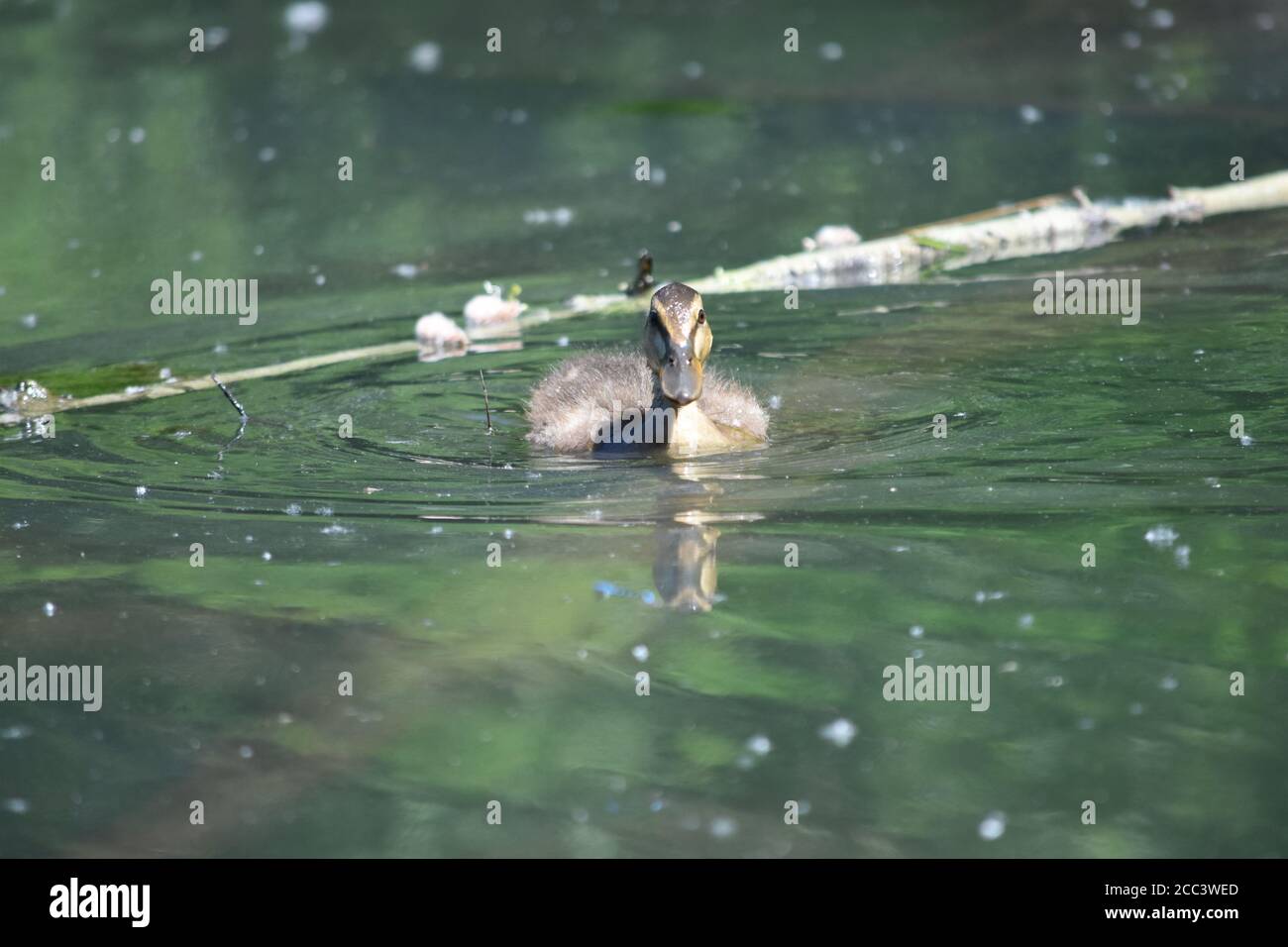 Juvenile mallard hi-res stock photography and images - Alamy