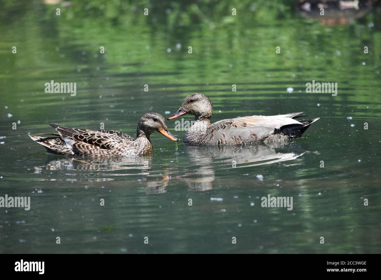 Female Gadwall ducks Stock Photo - Alamy