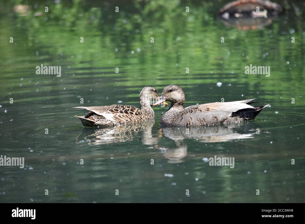 Female Gadwall ducks Stock Photo - Alamy