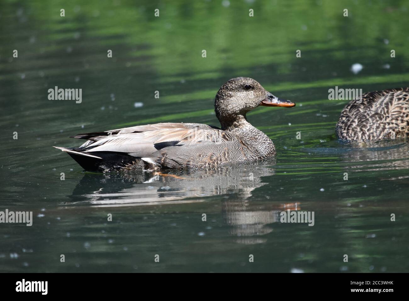 Female Gadwall ducks Stock Photo - Alamy