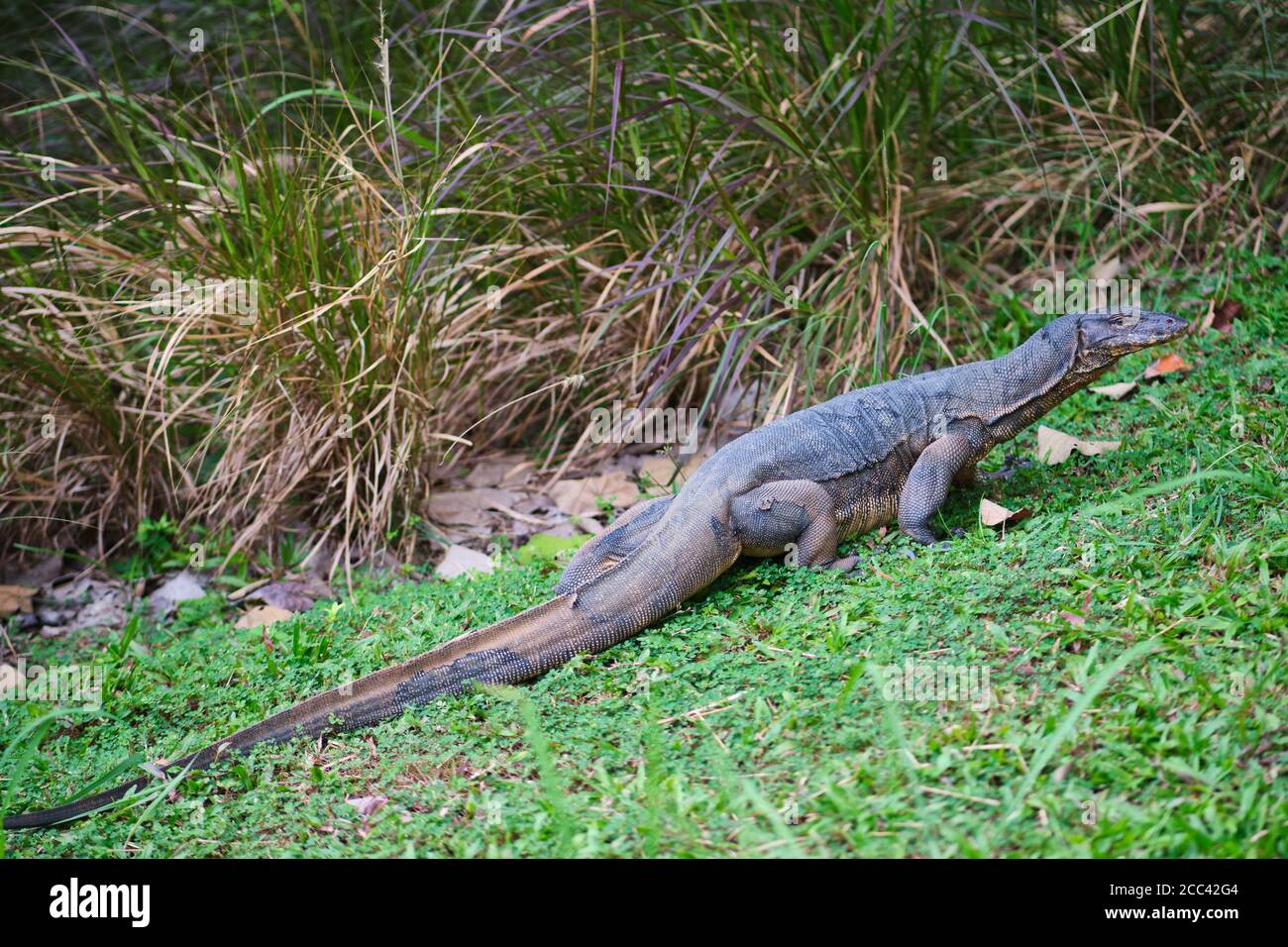 Camouflage dangerous animals hi-res stock photography and images - Alamy