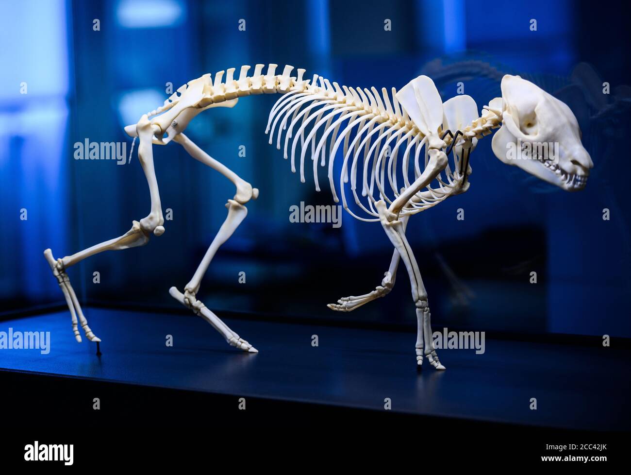 Fossil skeleton assembly hi-res stock photography and images - Alamy