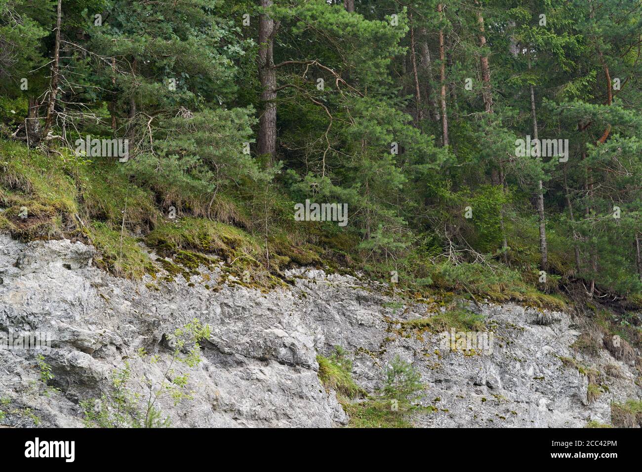Top view trees on limestone hi-res stock photography and images - Alamy