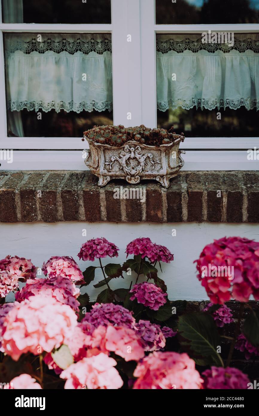 Hydrangea by the window hi-res stock photography and images - Alamy
