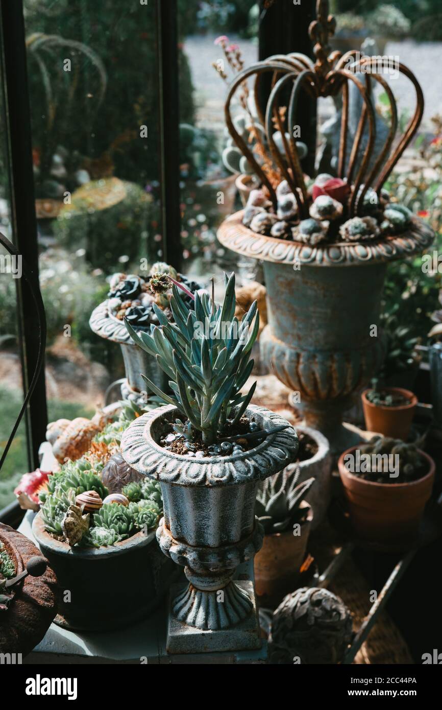 Greenhouse ornamental plants hi-res stock photography and images - Alamy