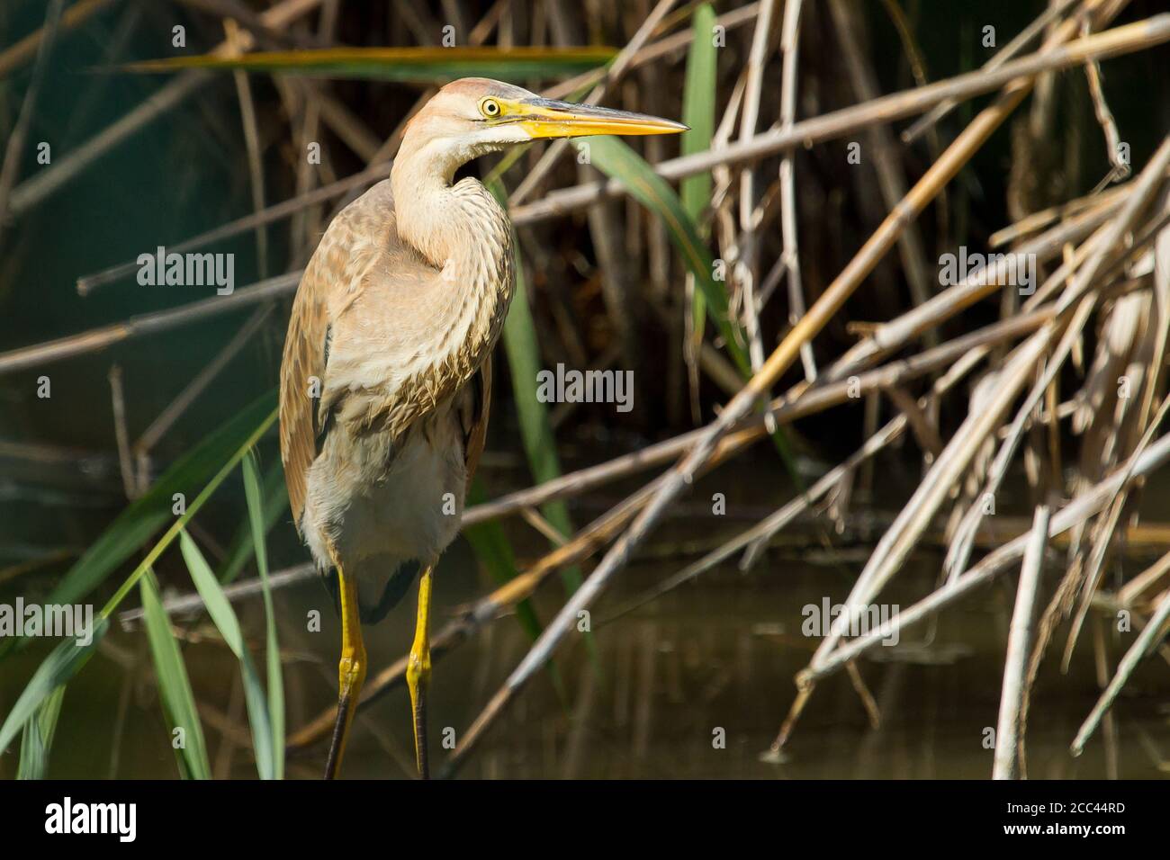 Ardea Purpurea bird in a lagoon Stock Photo - Alamy