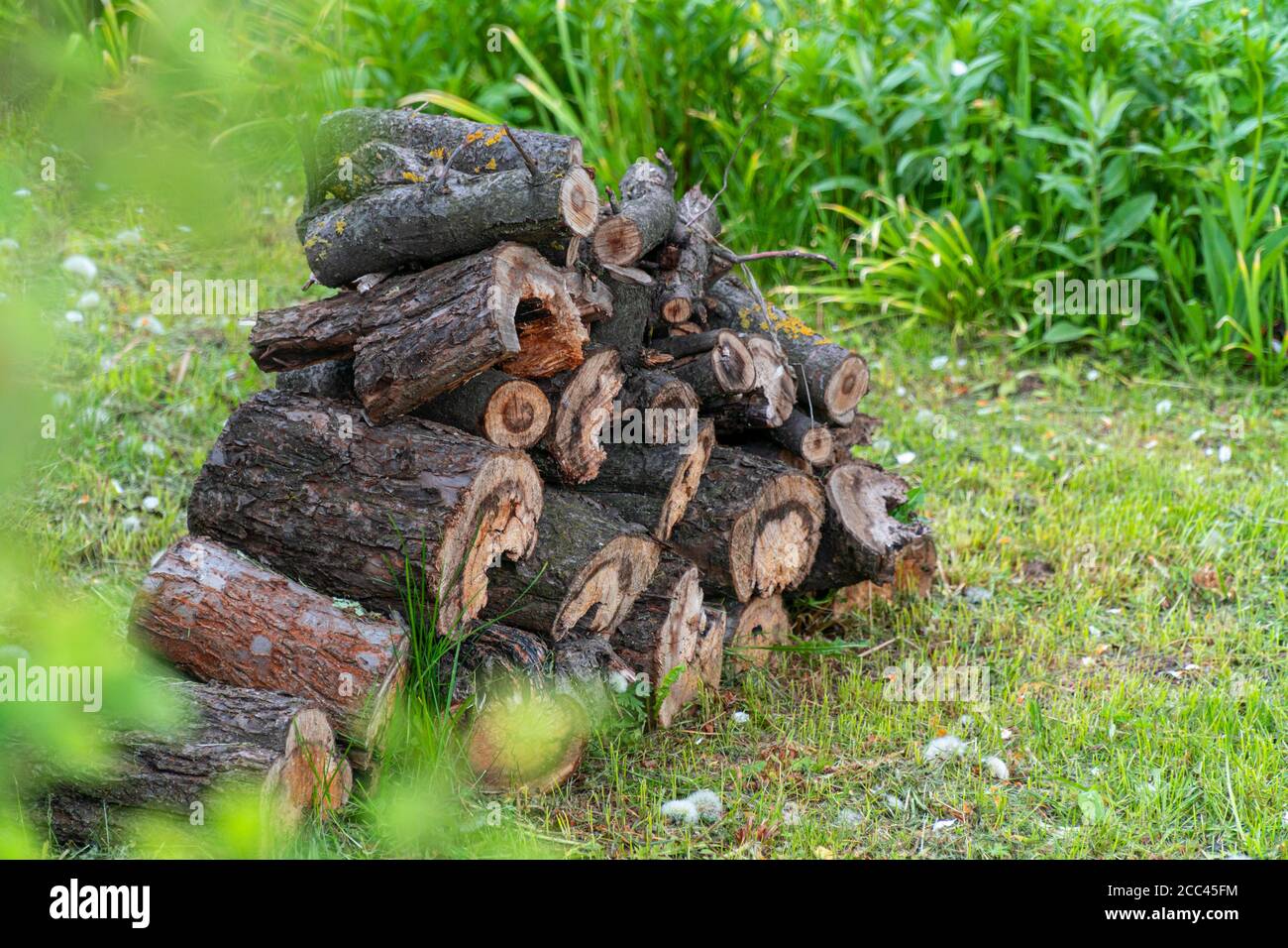 Sawed firewood from an old tree. Stacked in the backyard on the cut ...