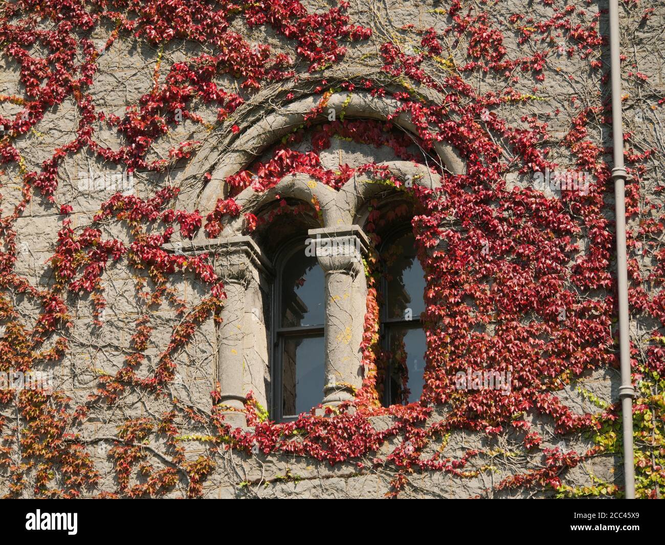 Rustic rock wall covered in red maiden grapes leaves during daylight ...