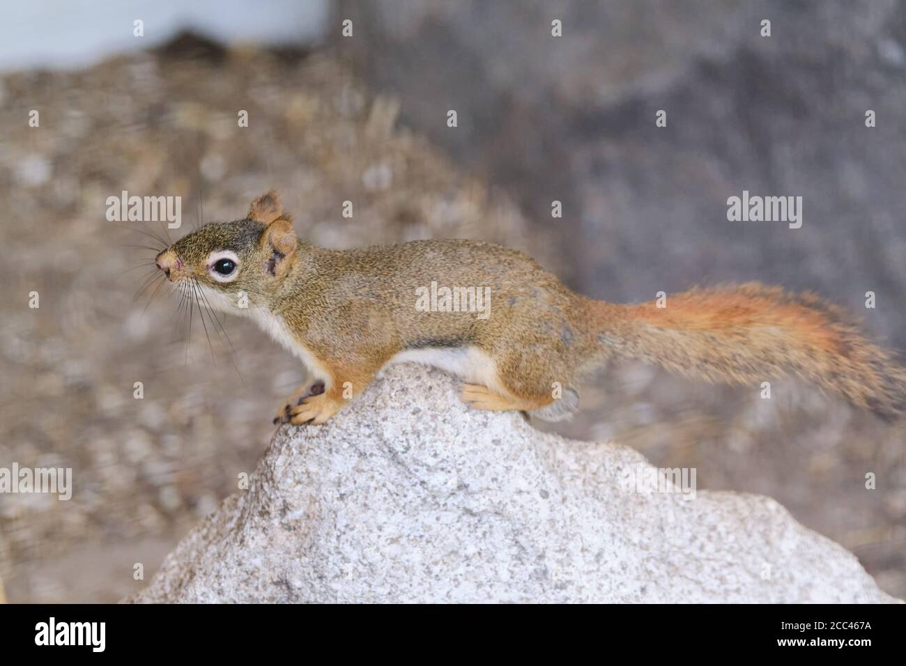 Fat chipmunk hi-res stock photography and images - Alamy