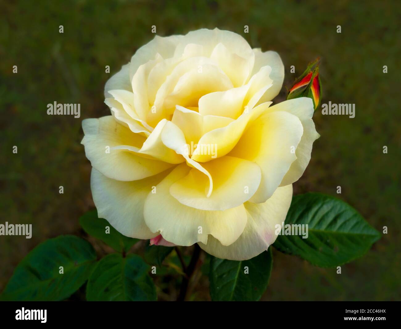 Rose bloom hi-res stock photography and images - Alamy