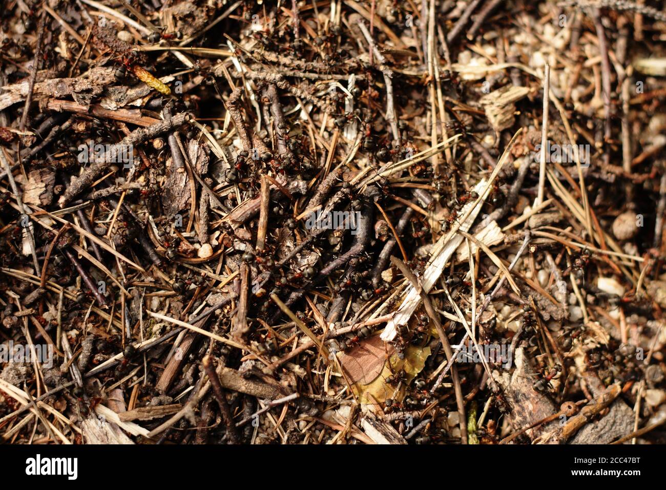 ant colony background from the czech forest Stock Photo - Alamy
