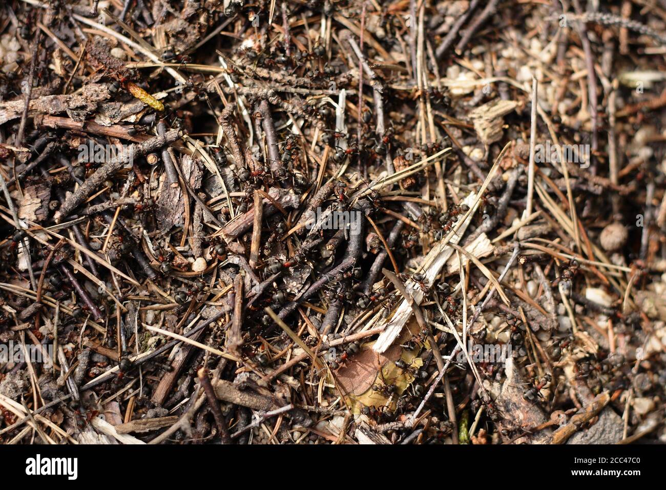 ant colony background from the czech forest Stock Photo - Alamy