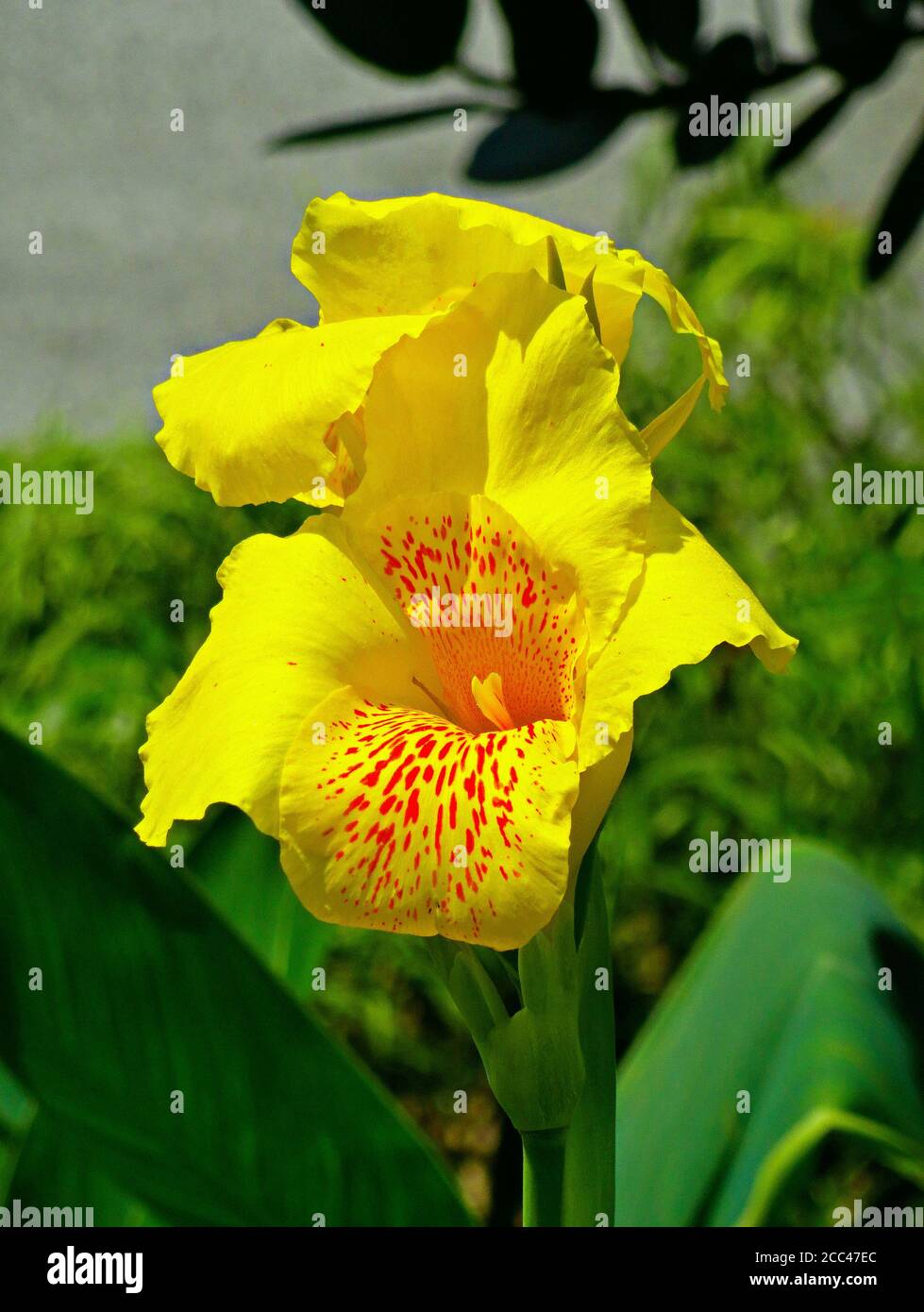 Vertical shot of yellow Canna Stock Photo - Alamy