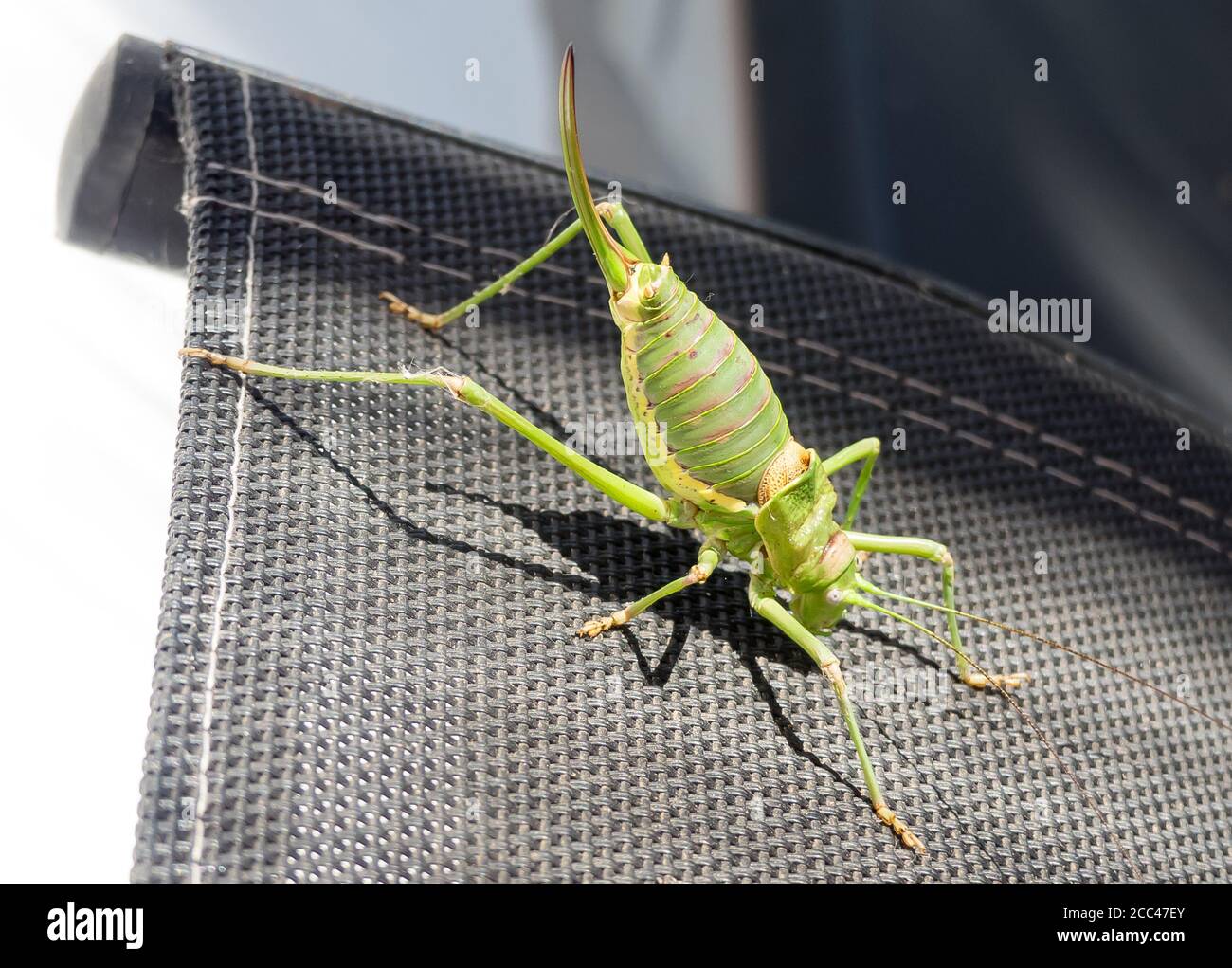 Bugs chirping hi-res stock photography and images - Alamy