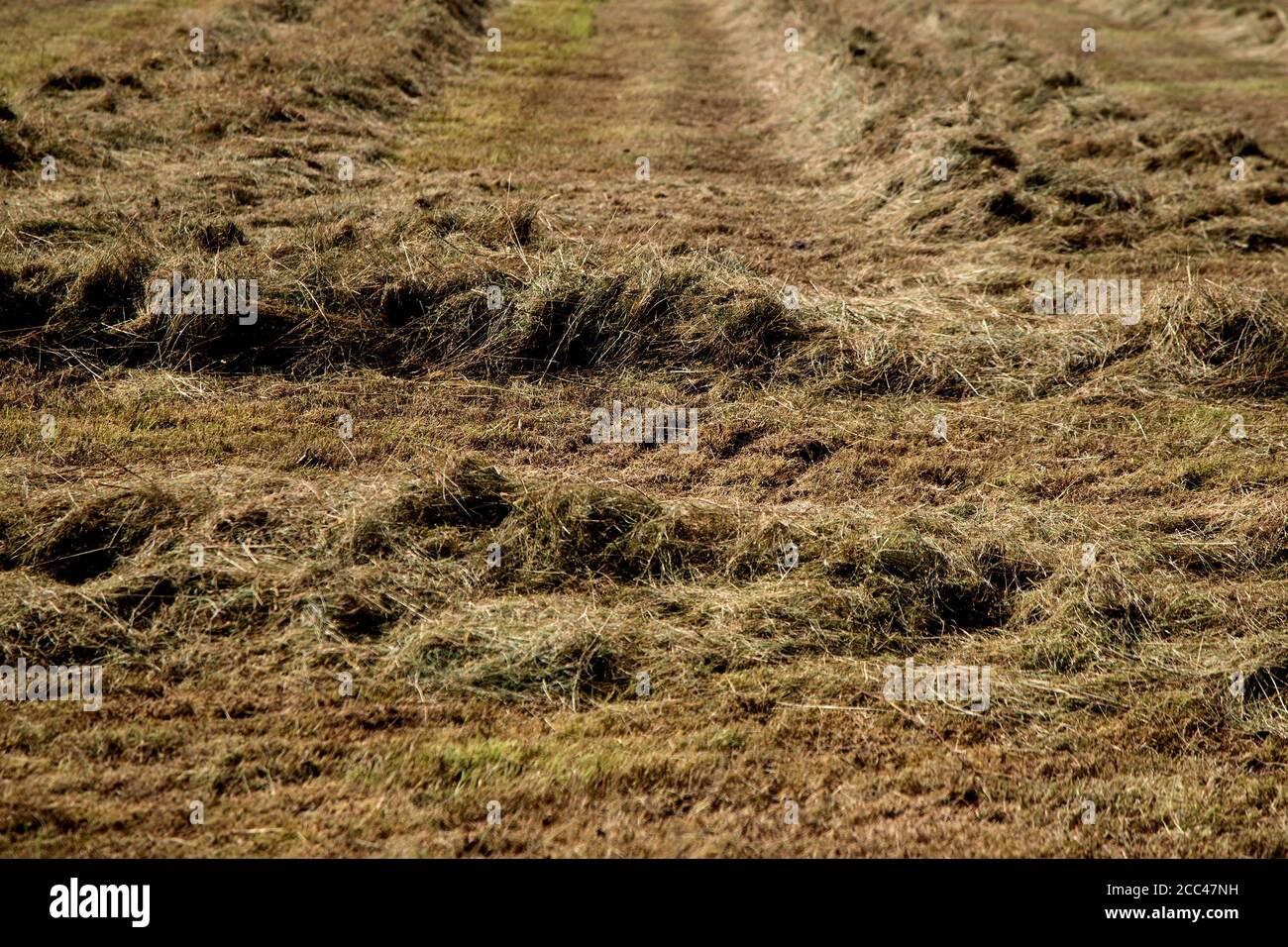 Cut grass drying in a farm field in summer Stock Photo - Alamy
