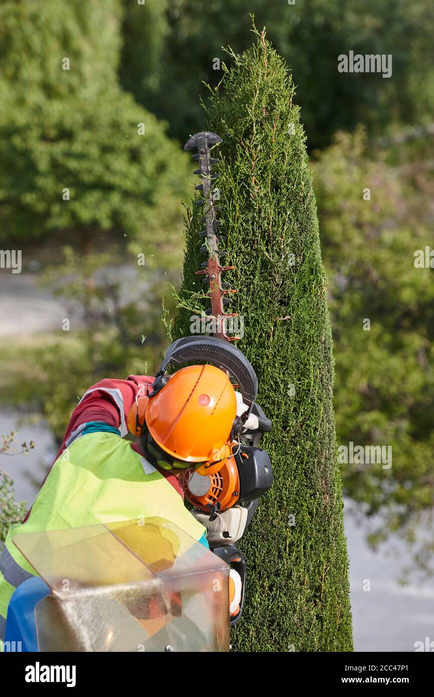 Gardener pruning a cypress tree with a chainsaw on a crane Stock Photo ...
