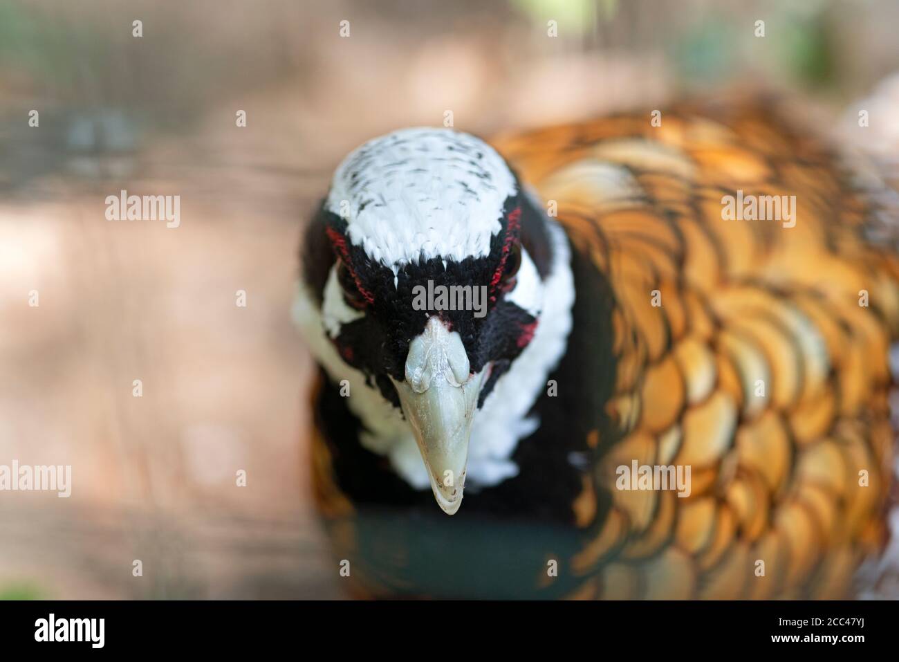 Male Reeve Pheasant, Syrmaticus Reevesii Stock Photo - Alamy