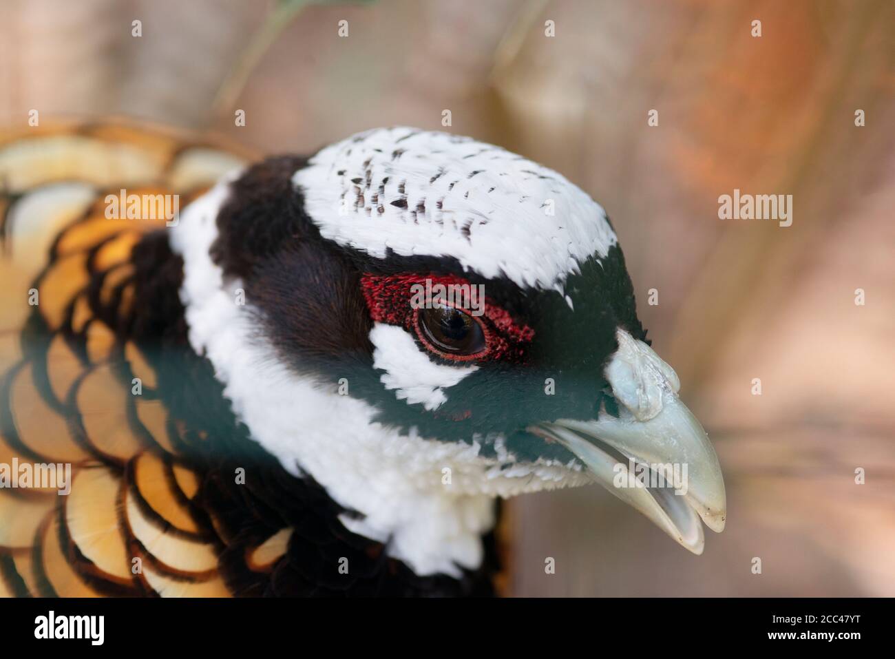 Male Reeve Pheasant, Syrmaticus Reevesii Stock Photo - Alamy