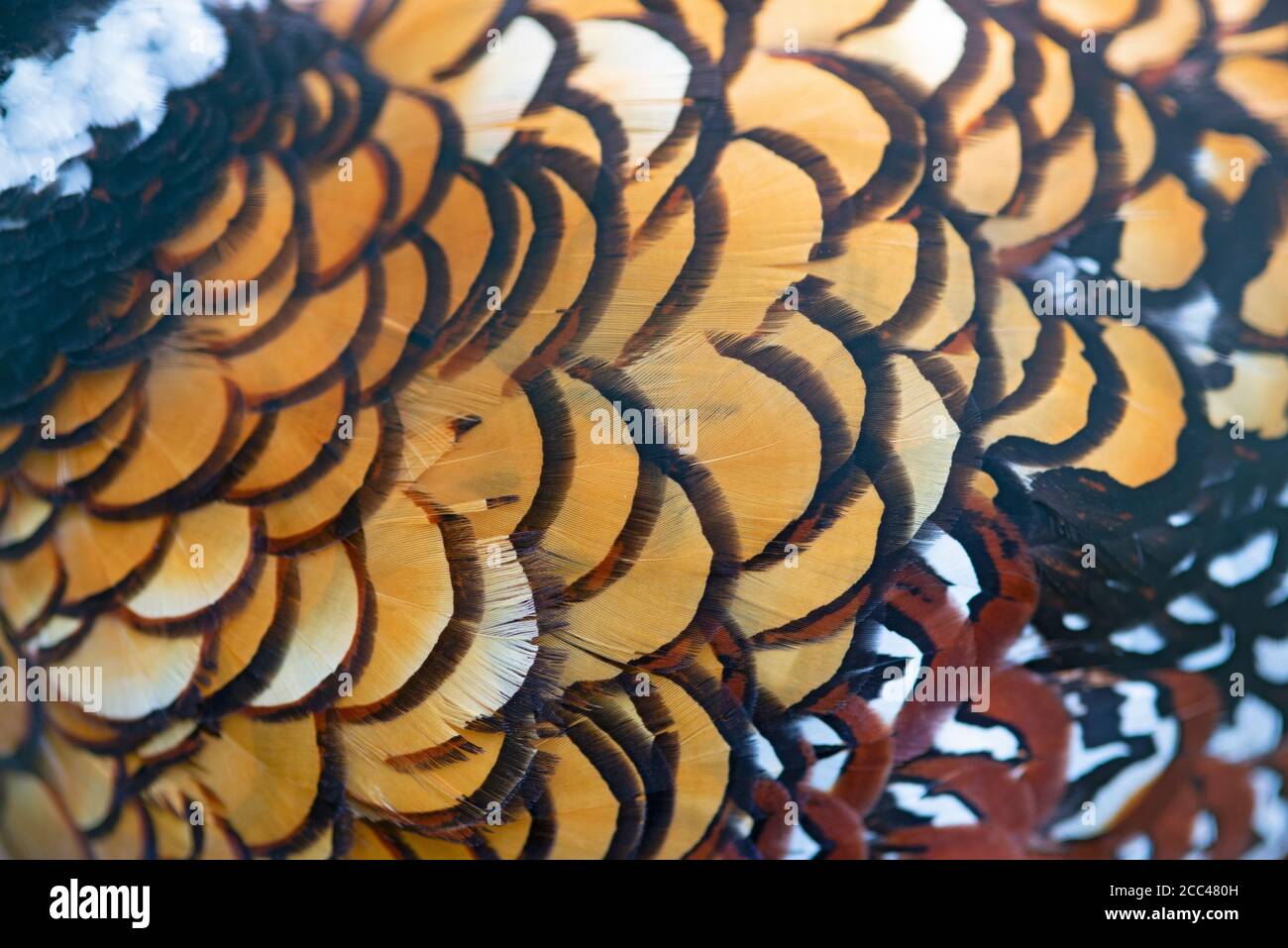 Male Reeve Pheasant, Syrmaticus Reevesii Stock Photo - Alamy