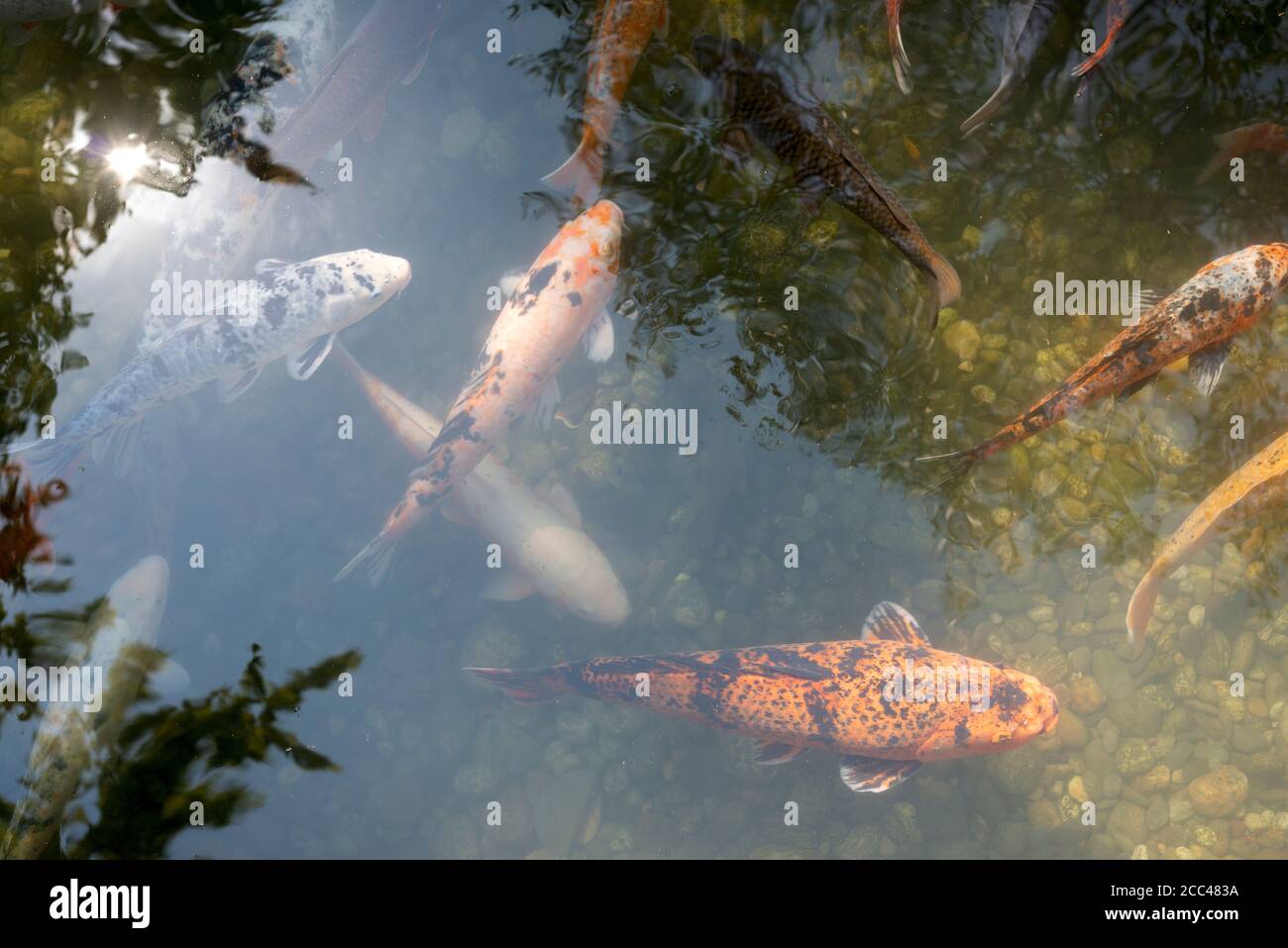 Koi fish pond view hi-res stock photography and images - Alamy