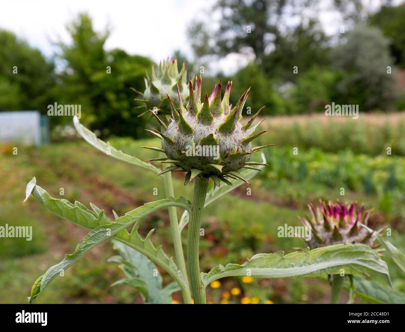 Thistle in a clearing Stock Photo - Alamy