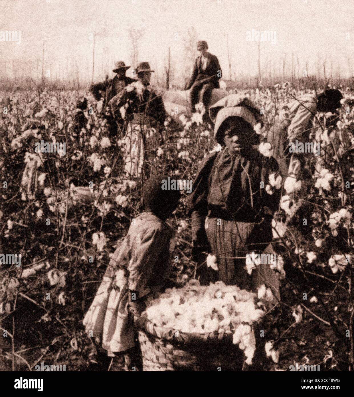Slaves Cotton Field High Resolution Stock Photography and Images - Alamy