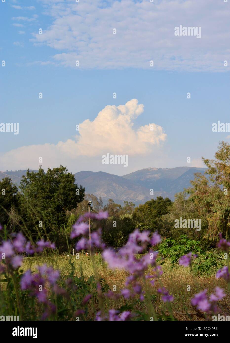 Goleta, California, USA. 18th Aug, 2020. An enormous plume of smoke ...