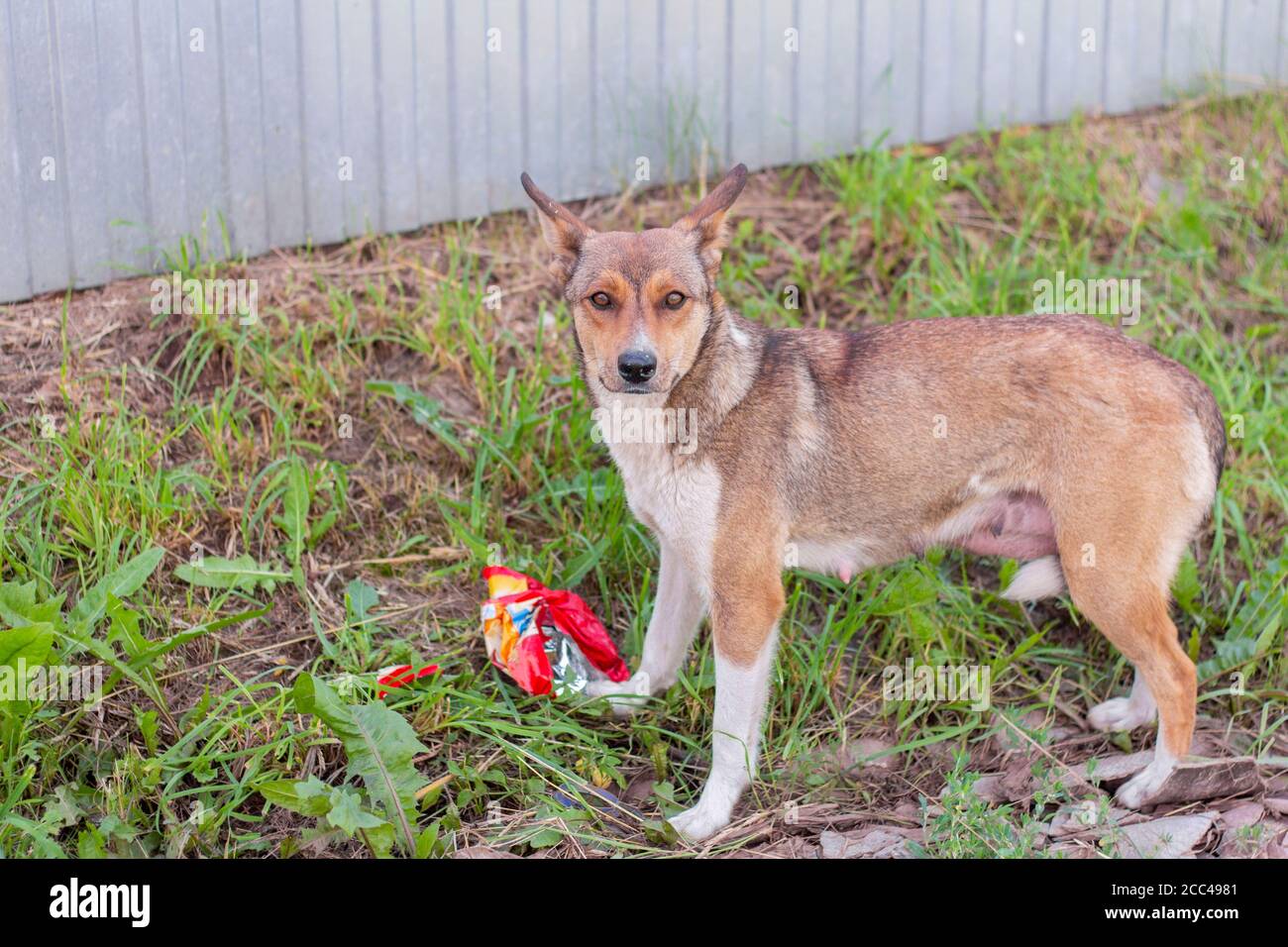 In search of feed hi-res stock photography and images - Alamy