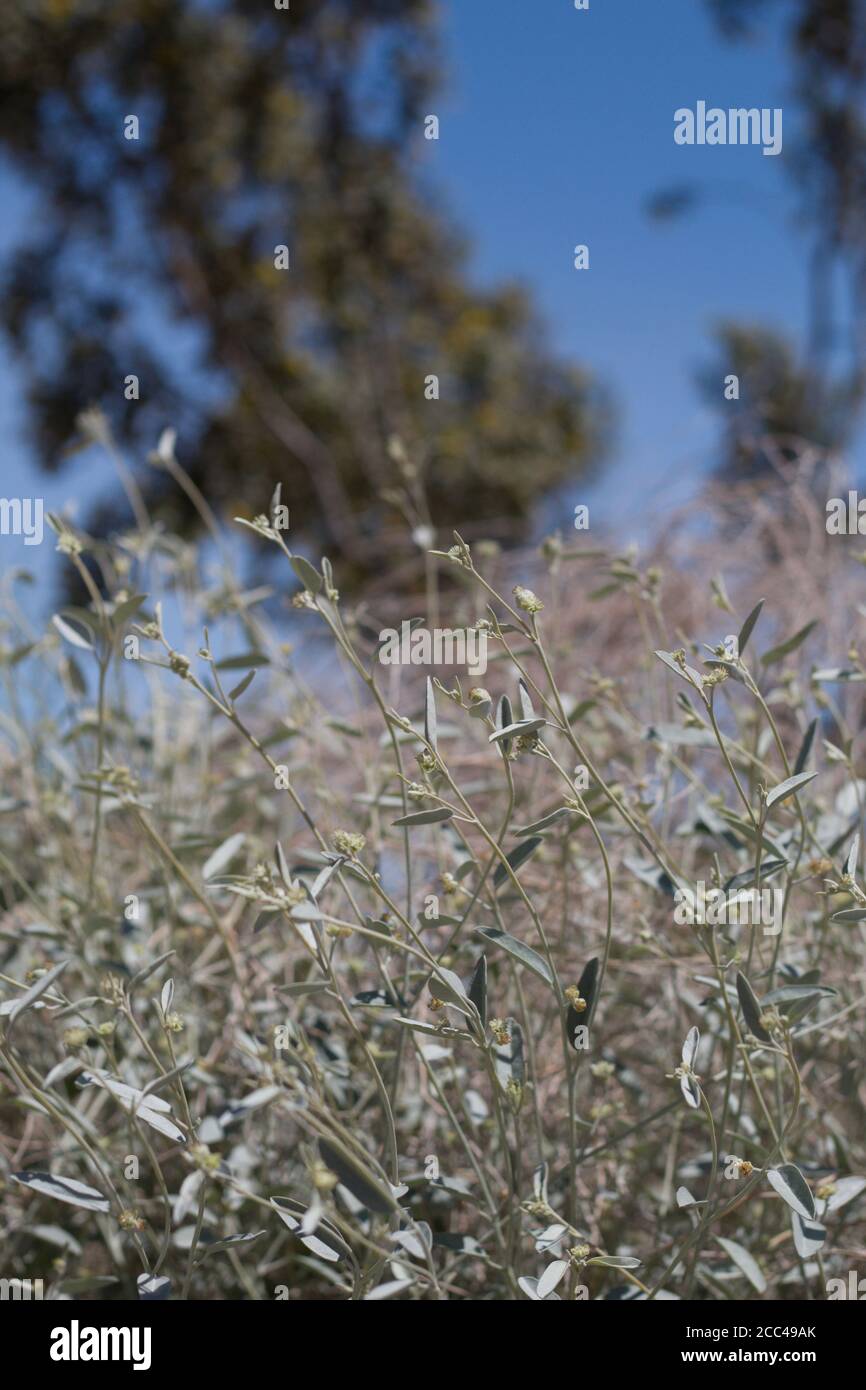 Tiny green inflorescences, Desert Croton, C. Californicus ...