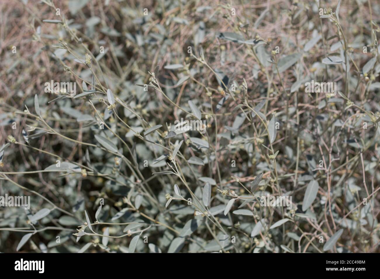 Tiny green inflorescences, Desert Croton, C. Californicus ...