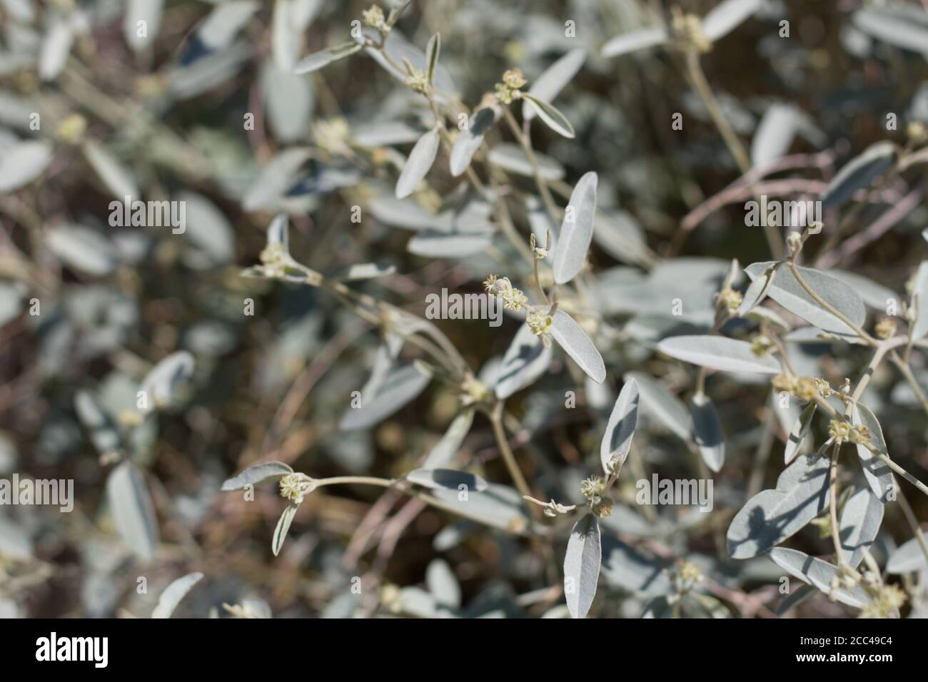 Tiny green inflorescences, Desert Croton, C. Californicus ...