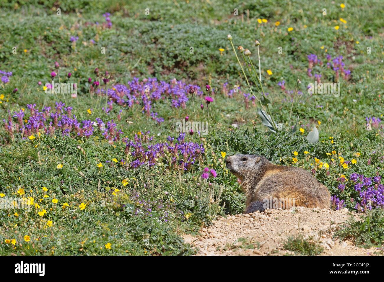 Groundhog and flowers in the slopes of grass Stock Photo - Alamy