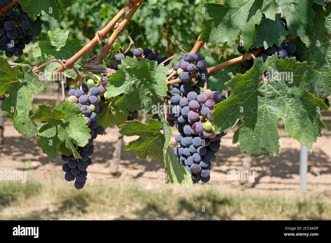 Beautiful vineyard landscape in the Palatinate region in Germany Stock ...
