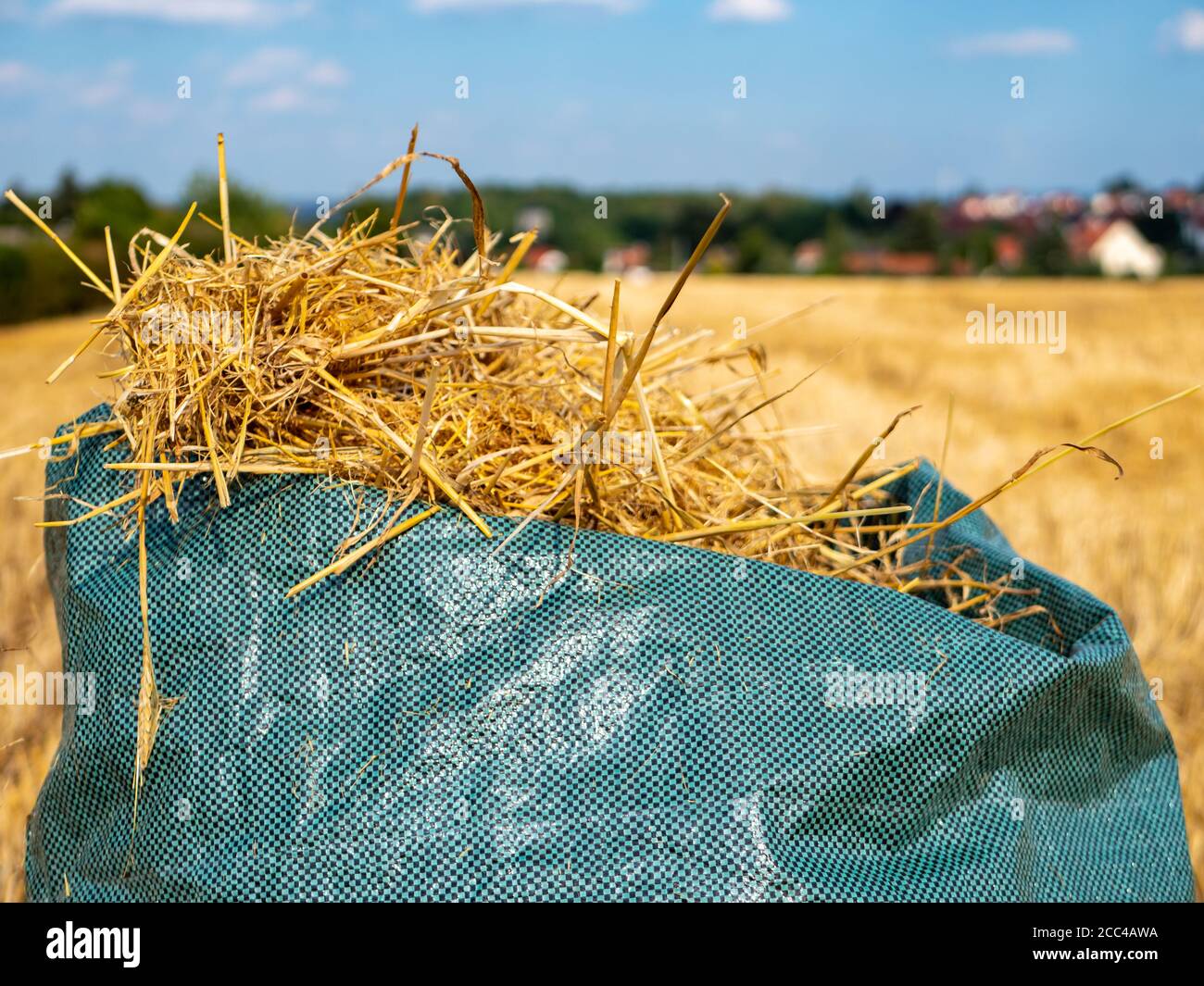 field of wheat straw harvest Stock Photo - Alamy