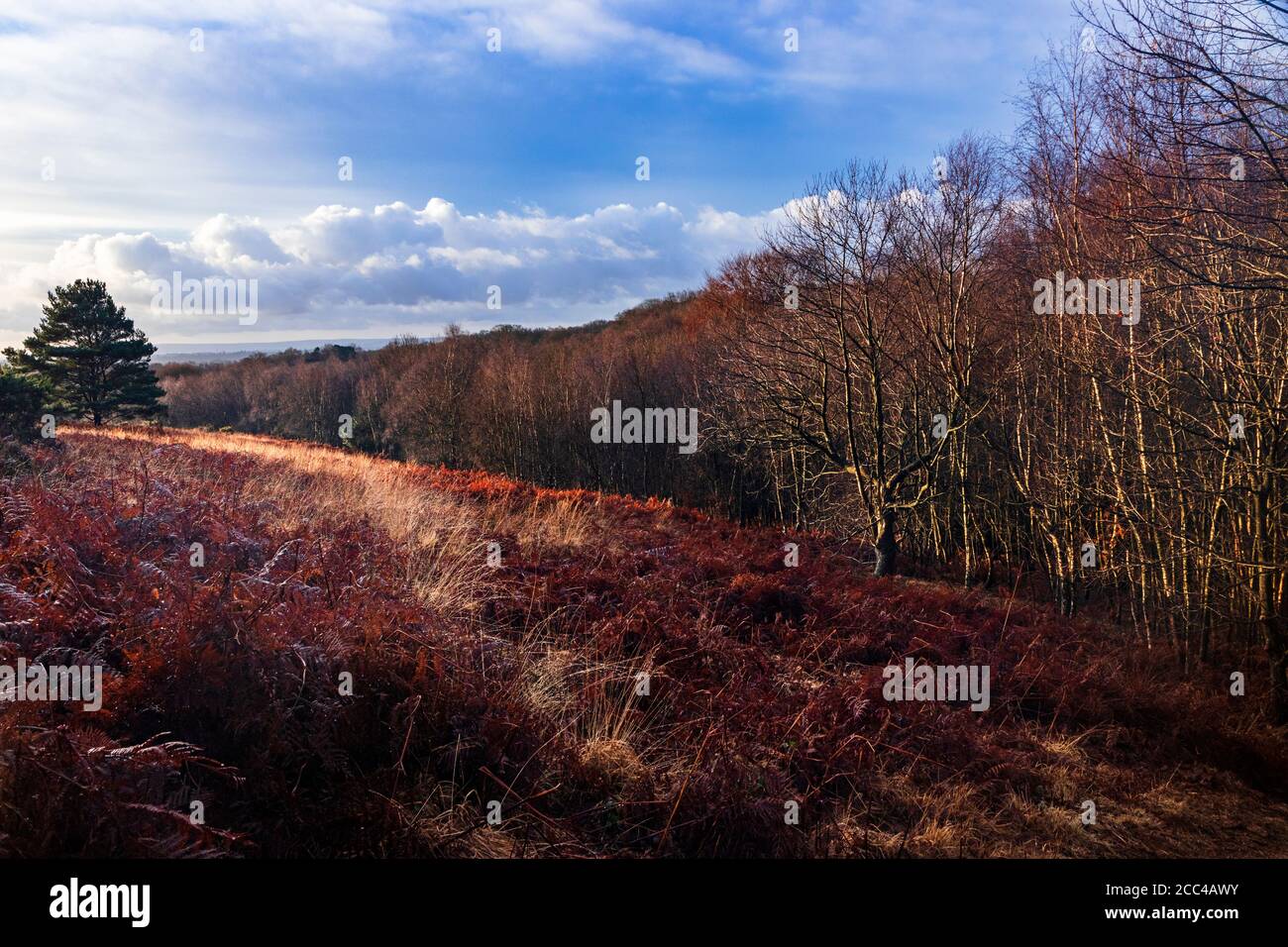 Winter hiking through Ashdown forest on the high weald in east Sussex ...