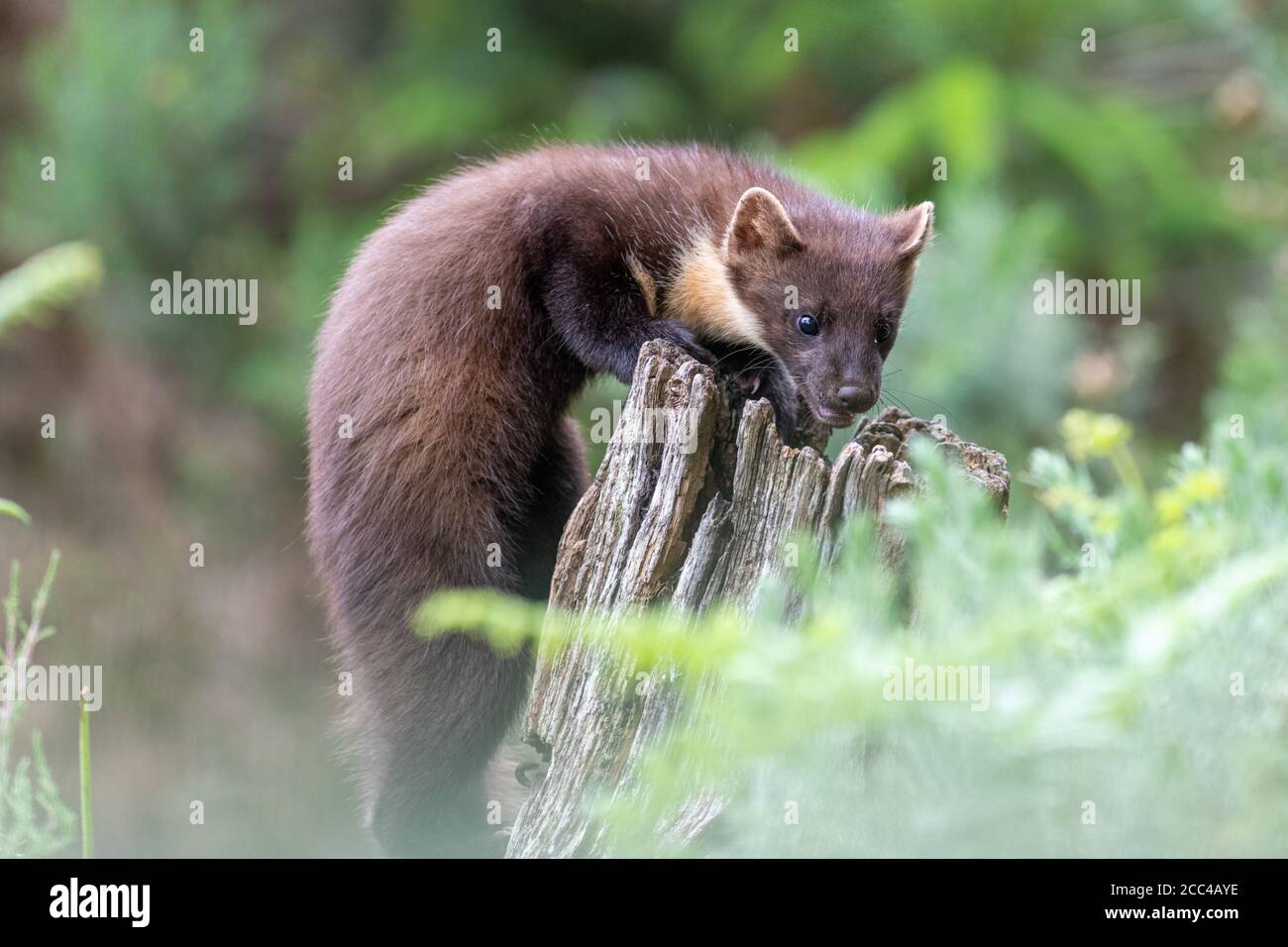 Pine marten kit hi-res stock photography and images - Alamy